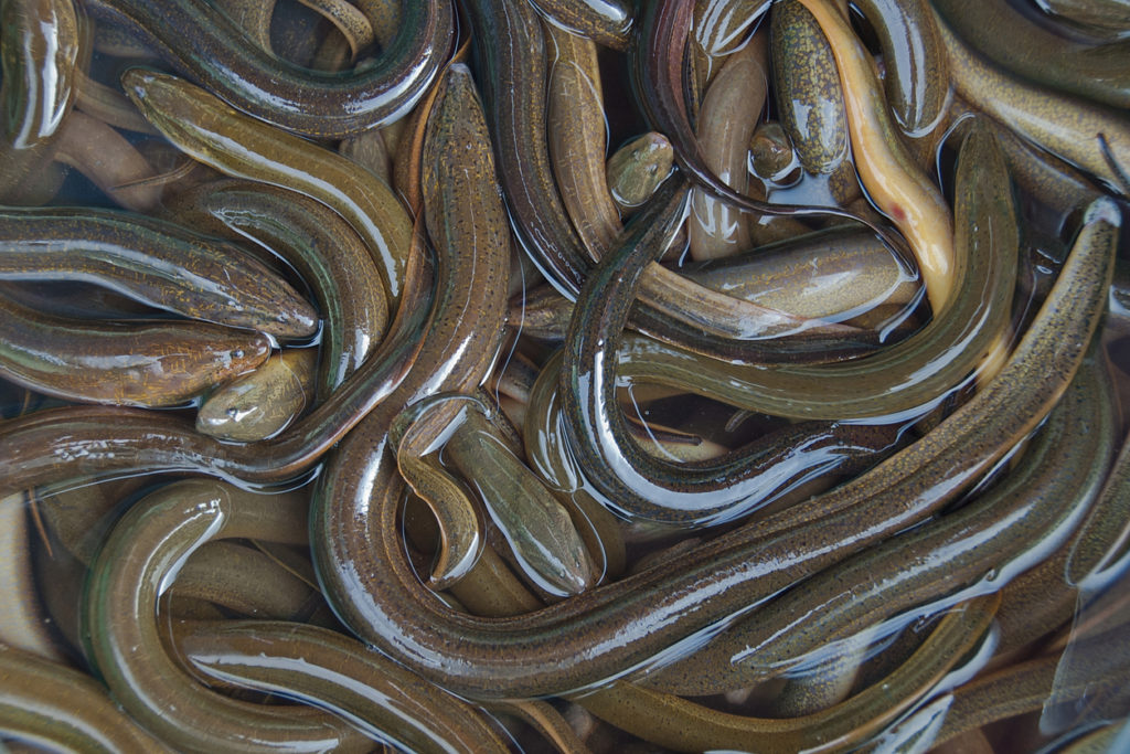 Rice Paddy Eel