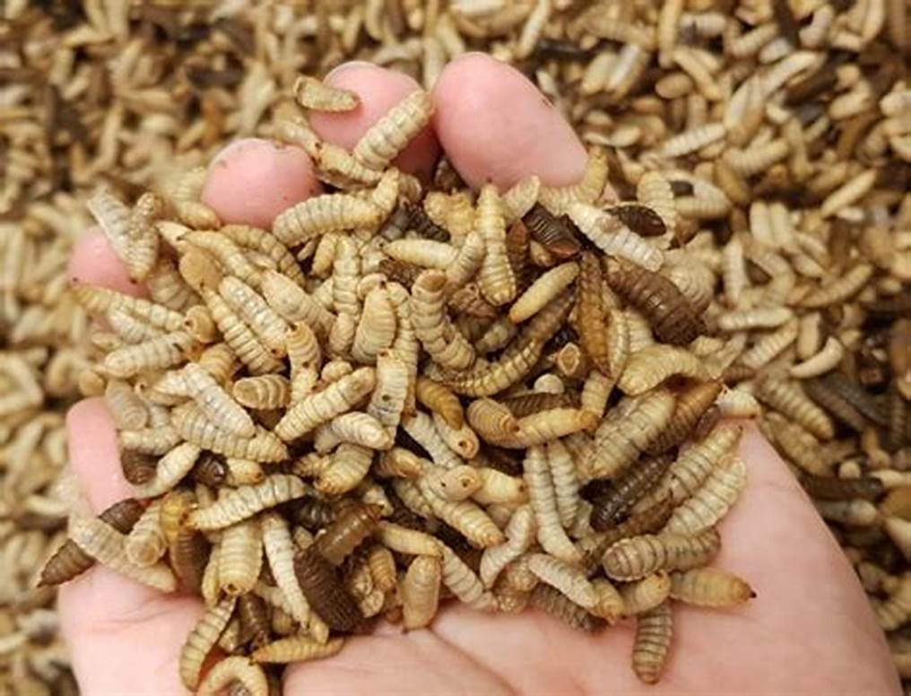 Optimalisasi Budidaya Ikan dengan Formulasi Pakan Tepung Maggot